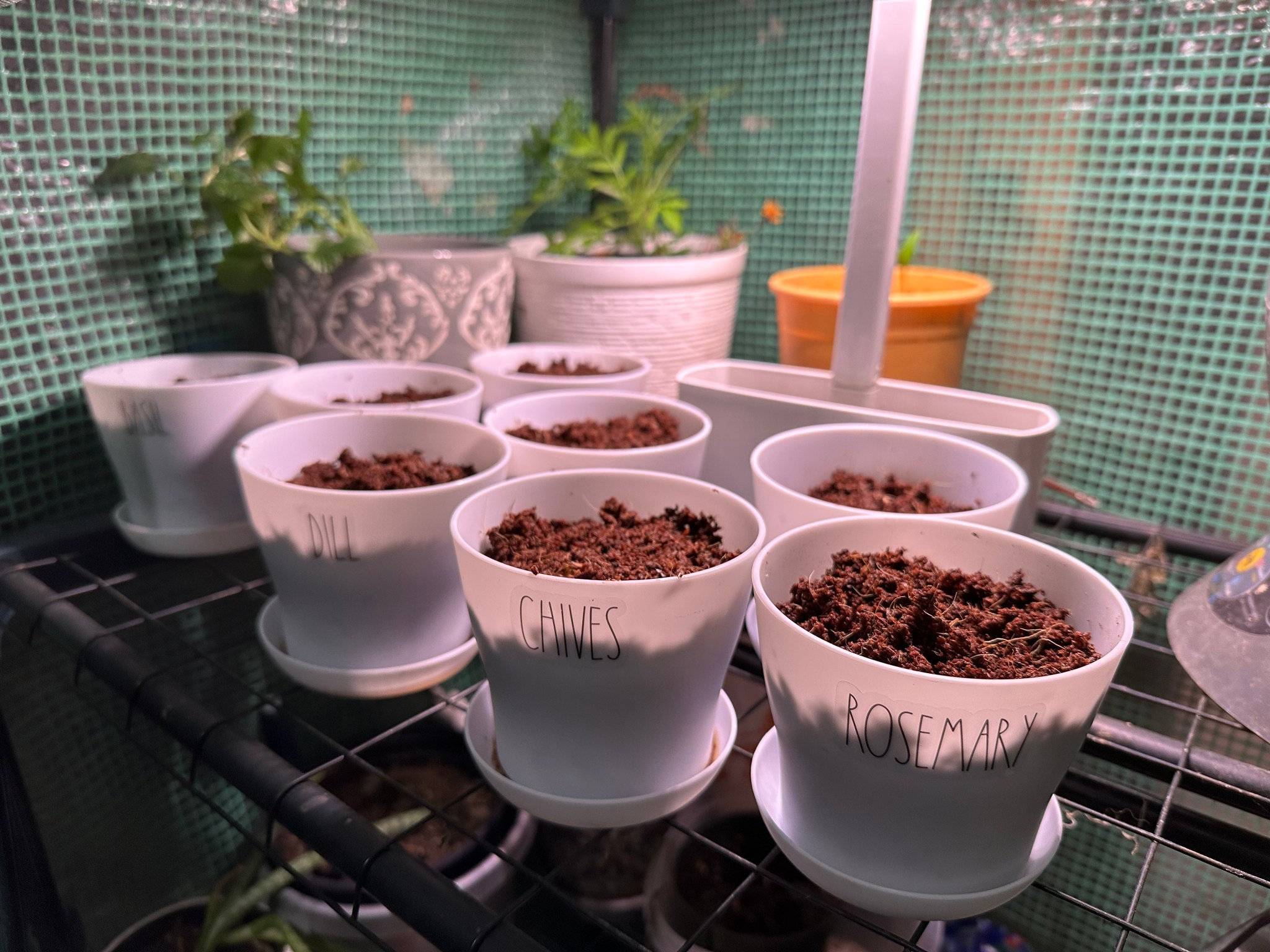 Dispatches from the Castle - From Seedlings to Growing Herbs: A Week in ...